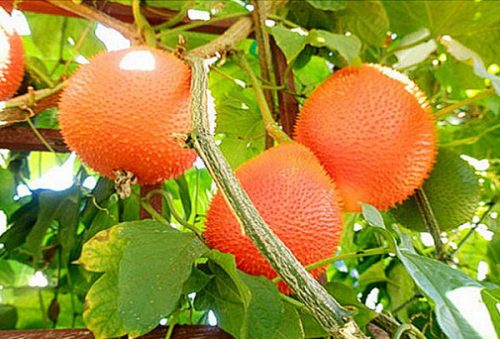 Bí quyết trồng gấc cho ra nhiều trái